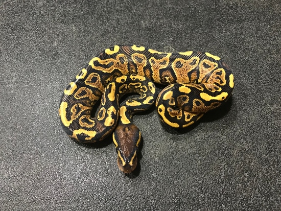Yellowbelly Blitz Ball Python by Blackburn Exotics