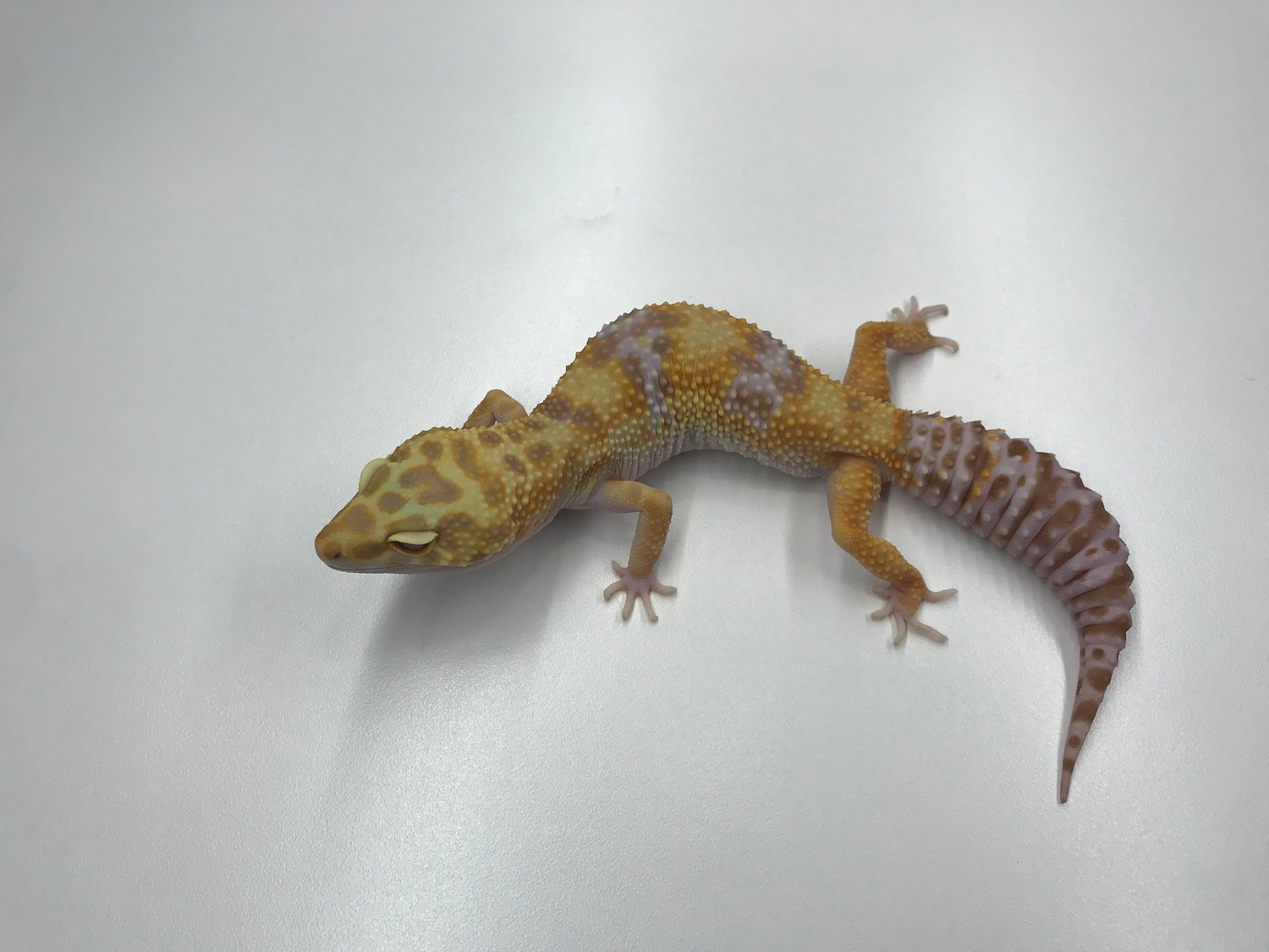 Tremper Albino Het RAPTOR Leopard Gecko by Blackburn Exotics - MorphMarket