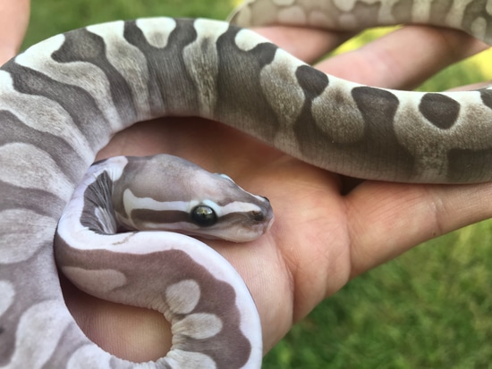 GHI Lesser Scaleless Ball Python by Blackburn Exotics