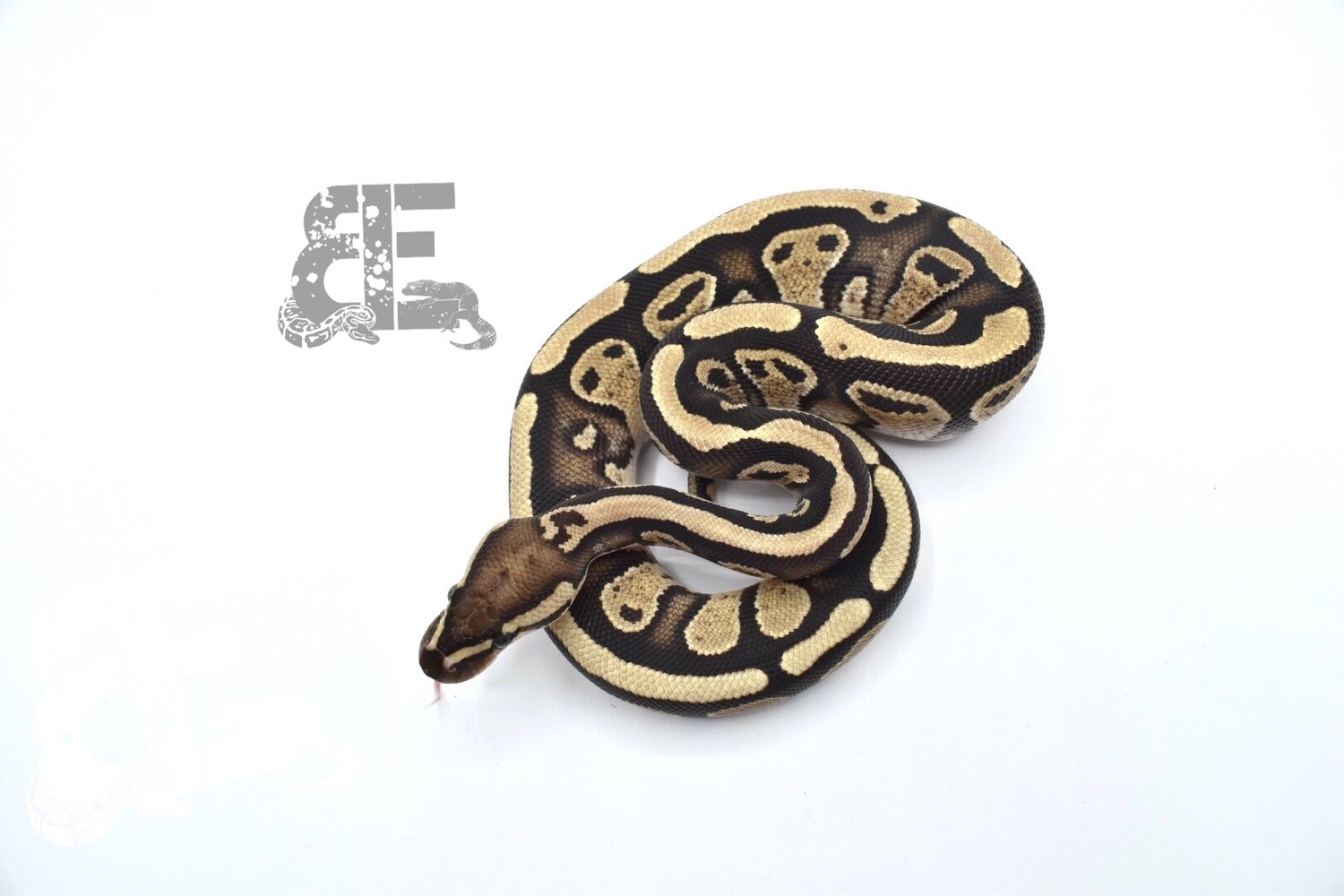 Arroyo Ball Python by Blackburn Exotics - MorphMarket