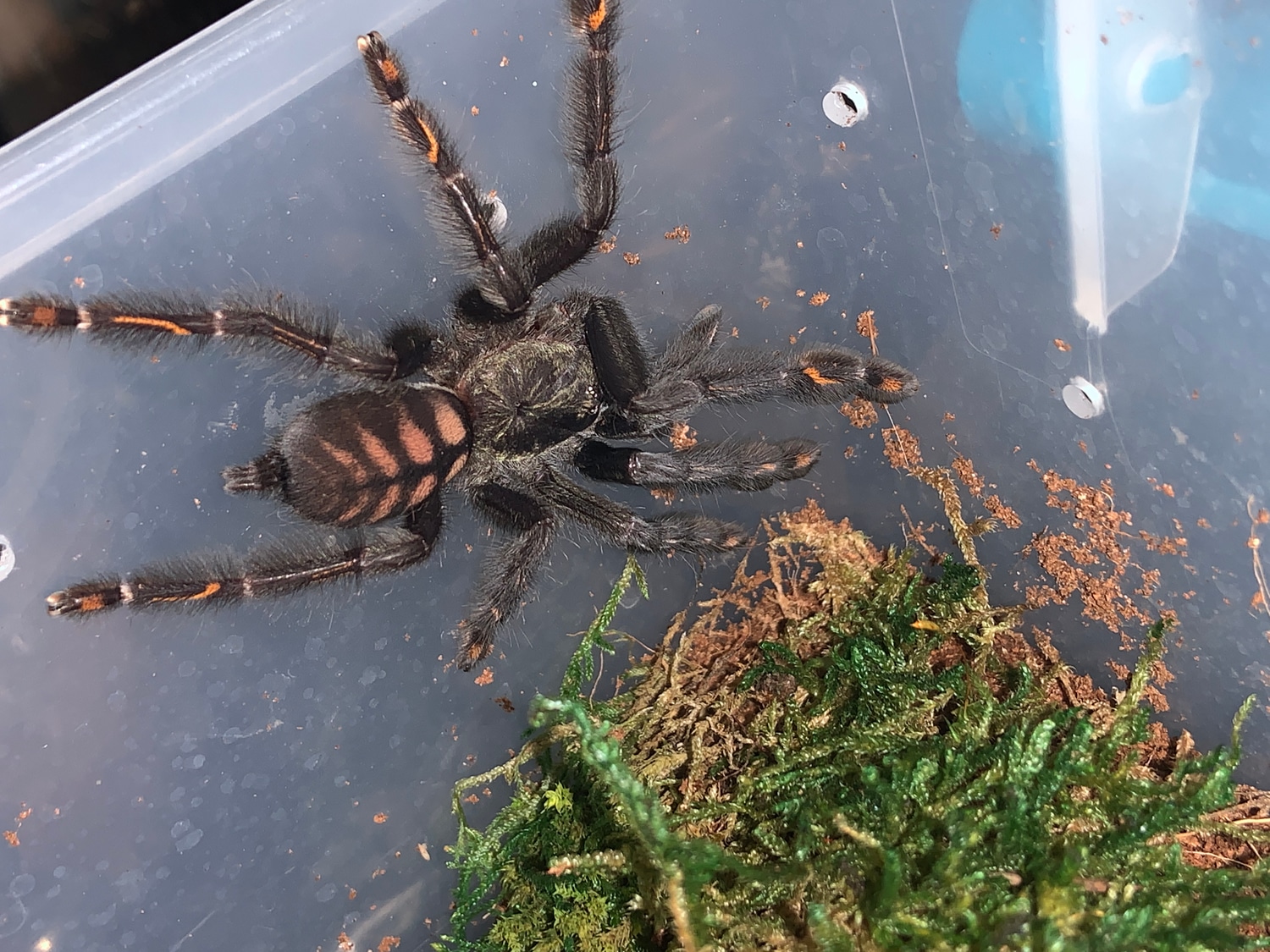 Venezuelan Sun Tiger 3-4 Tarantula by B&Z’s Exotic Pets - MorphMarket