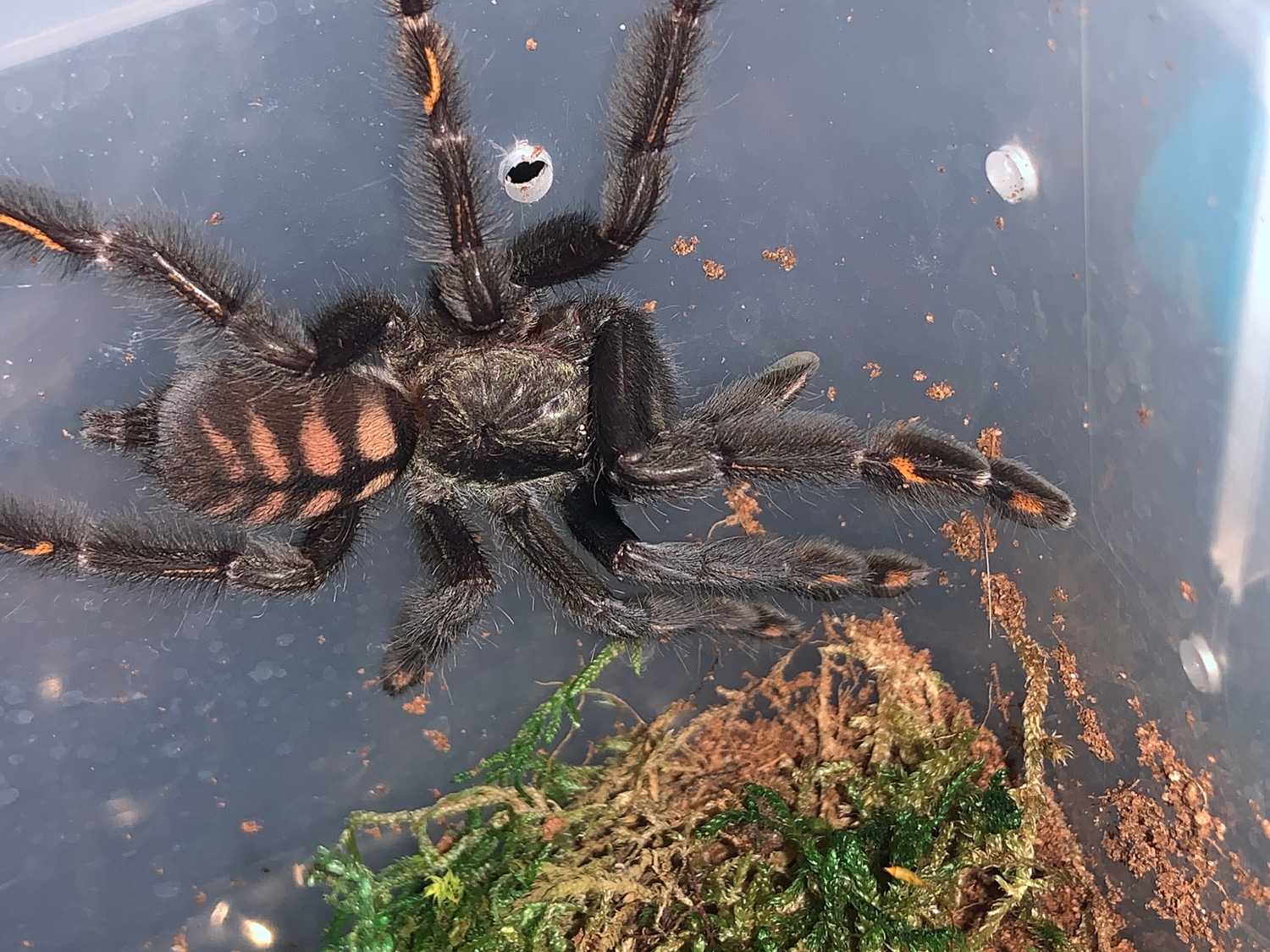 Venezuelan Sun Tiger 3-4 Tarantula by B&Z’s Exotic Pets - MorphMarket