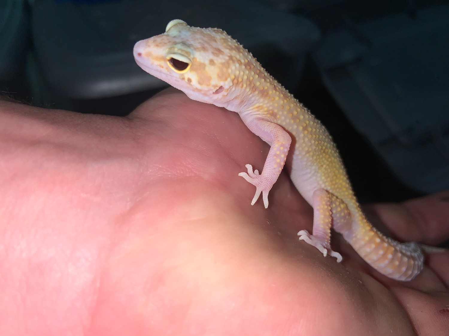 Juvenile Red Eye Raptor Leopard Gecko by B&Z’s Exotic Pets - MorphMarket