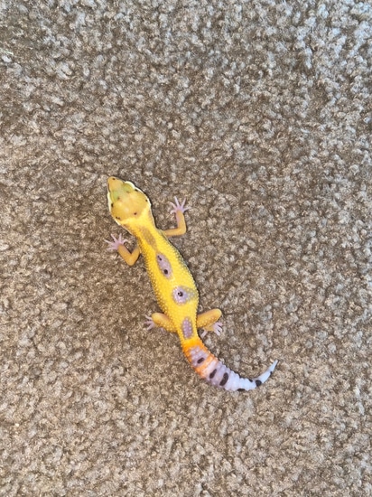 Designer Jungle Leopard Gecko by B&Z’s Exotic Pets