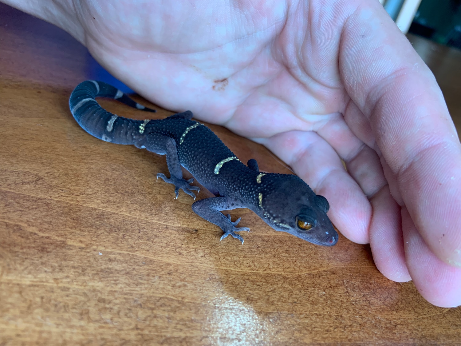 Chinese Cave Gecko Other Gecko by B&Z’s Exotic Pets - MorphMarket