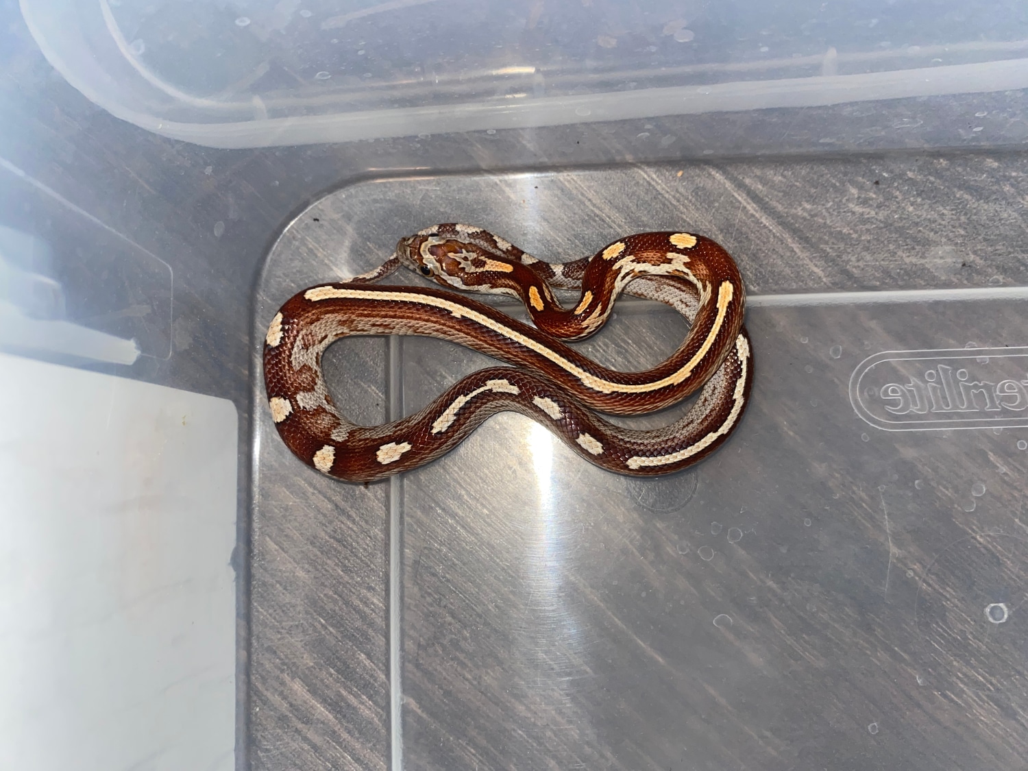 Aberrant Motley Toffee Corn Snake by B&Z’s Exotic Pets - MorphMarket