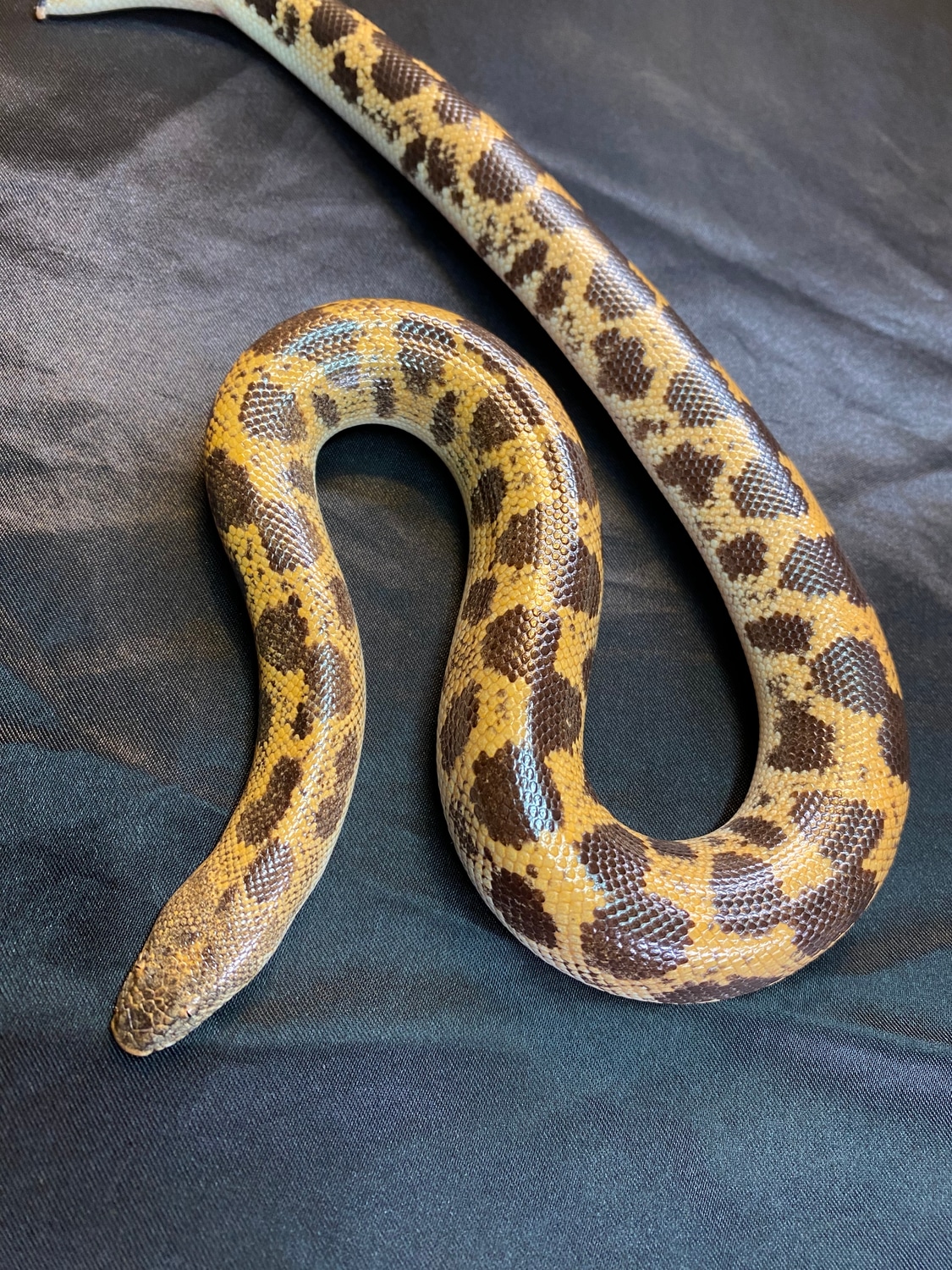 CB Saharan Sand Boa by B&Z’s Exotic Pets - MorphMarket