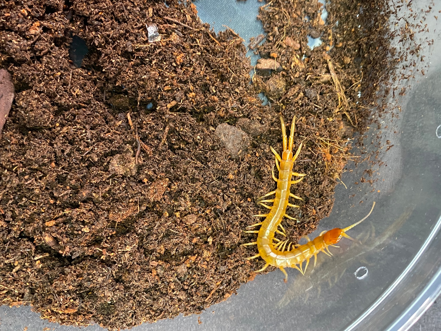 CBB Haitian Giant Centipede by B&Z’s Exotic Pets - MorphMarket