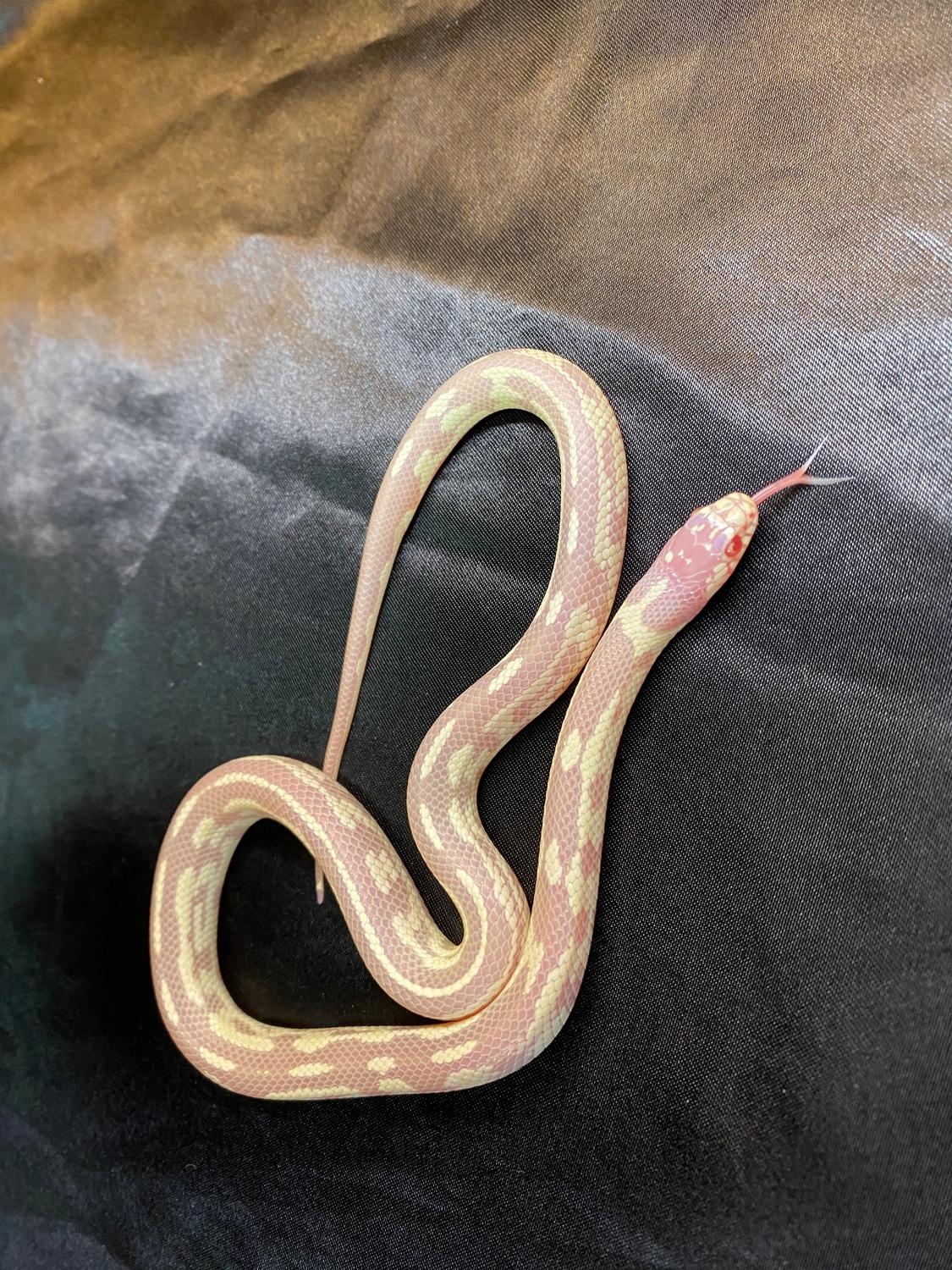 Albino Aberrant Cali King California Kingsnake by B&Z’s Exotic Pets ...