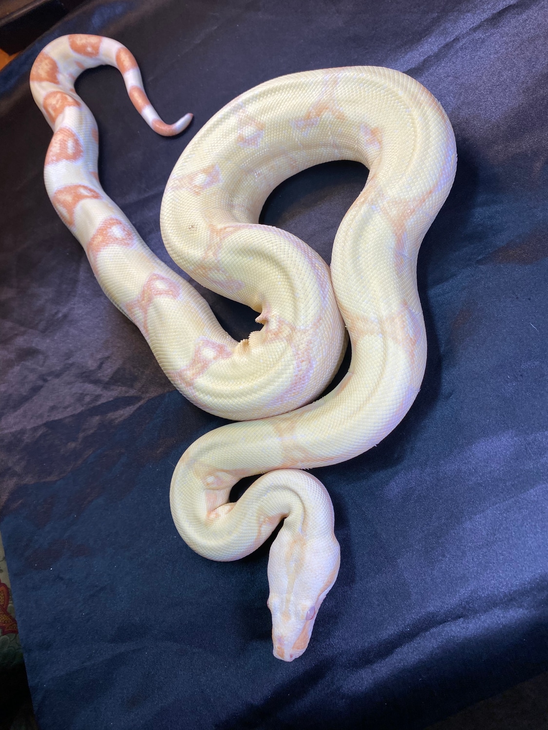 Kahl Albino Boa Boa Constrictor by B&Z’s Exotic Pets - MorphMarket