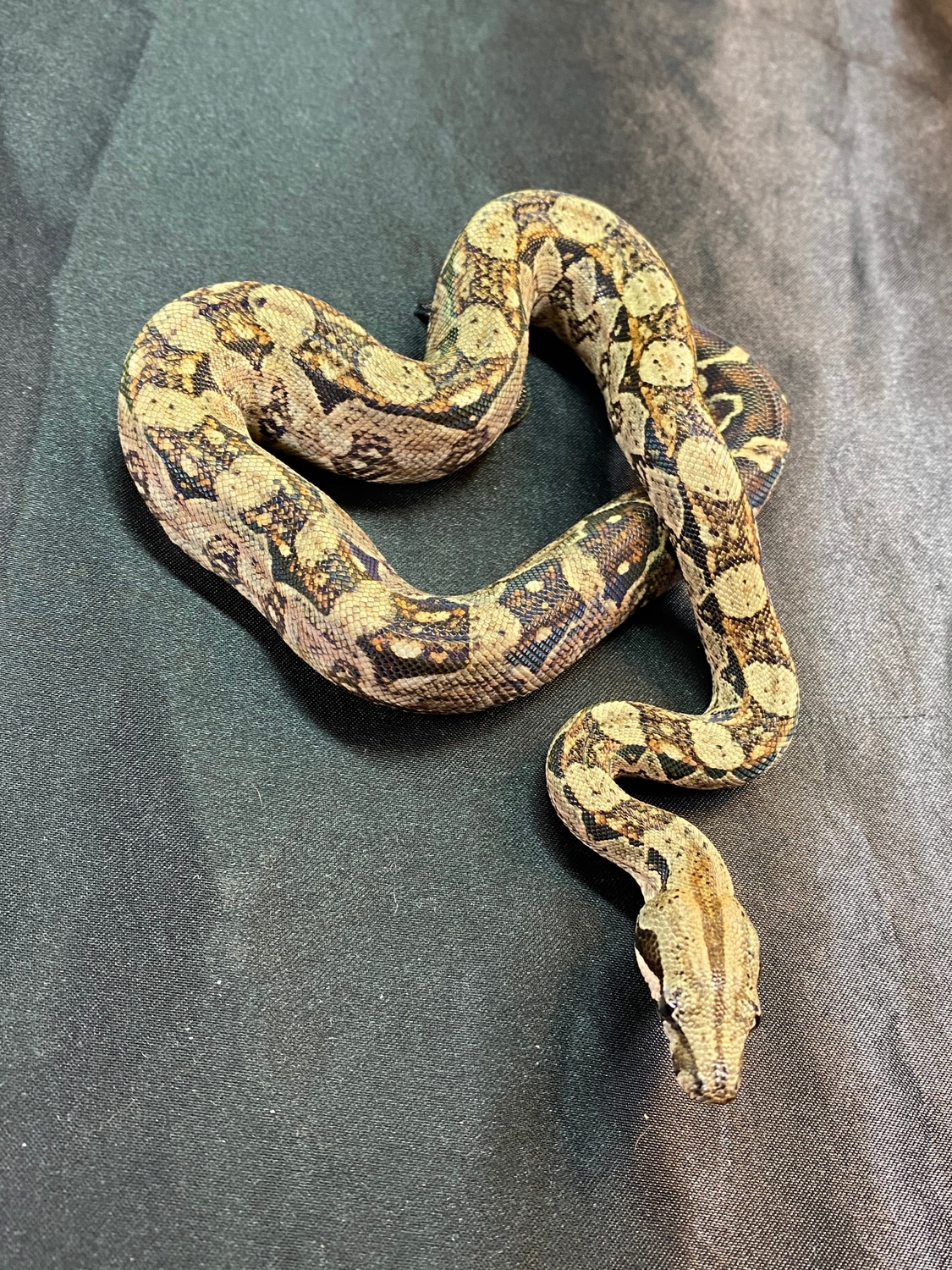 Boa Constrictor by B&Z’s Exotic Pets - MorphMarket