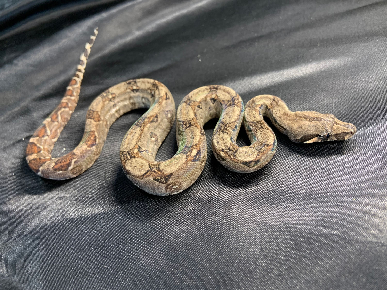 Central American Boa Boa Constrictor by B&Z’s Exotic Pets - MorphMarket