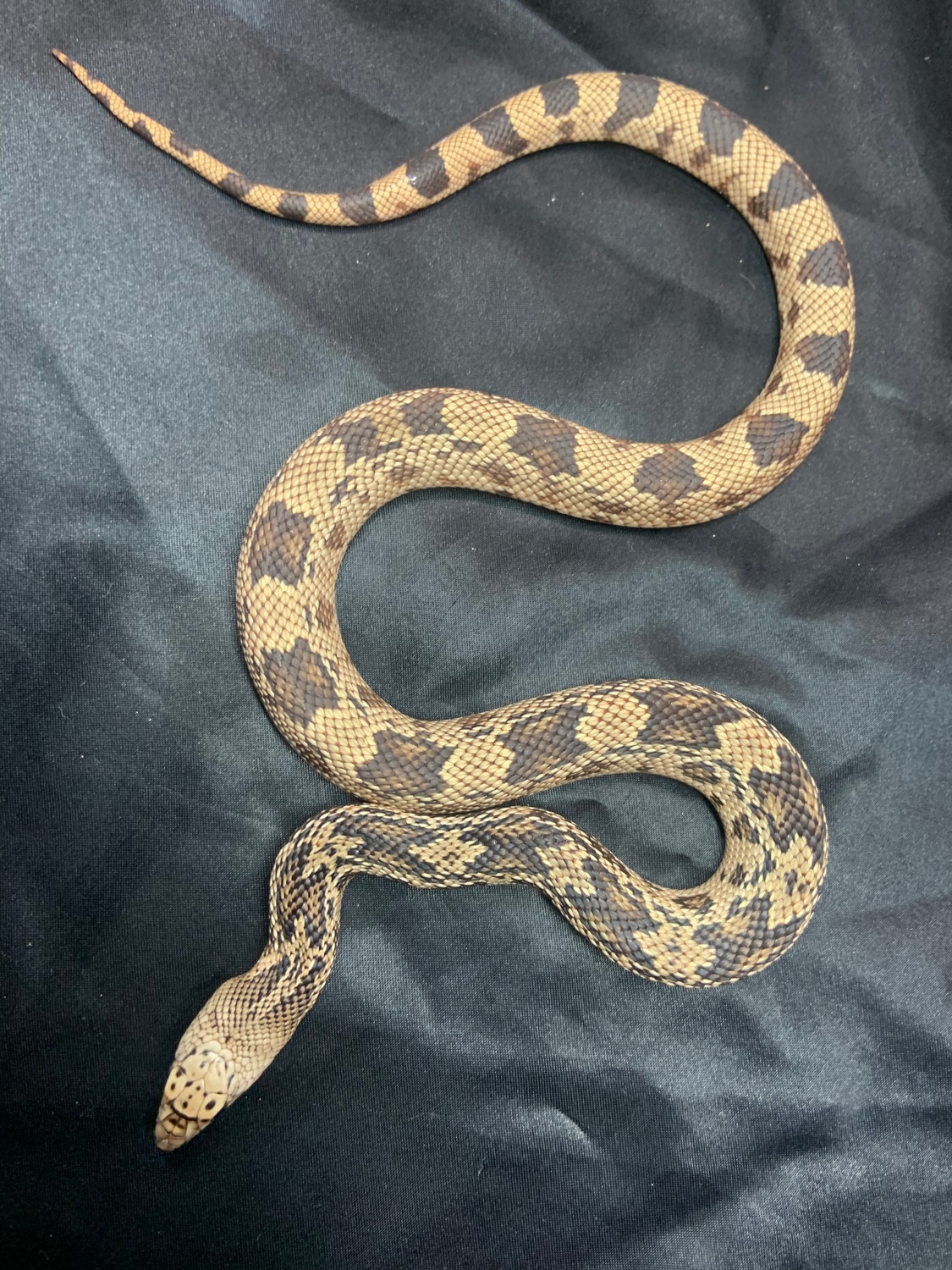 Northern Pine Snake by B&Z’s Exotic Pets - MorphMarket