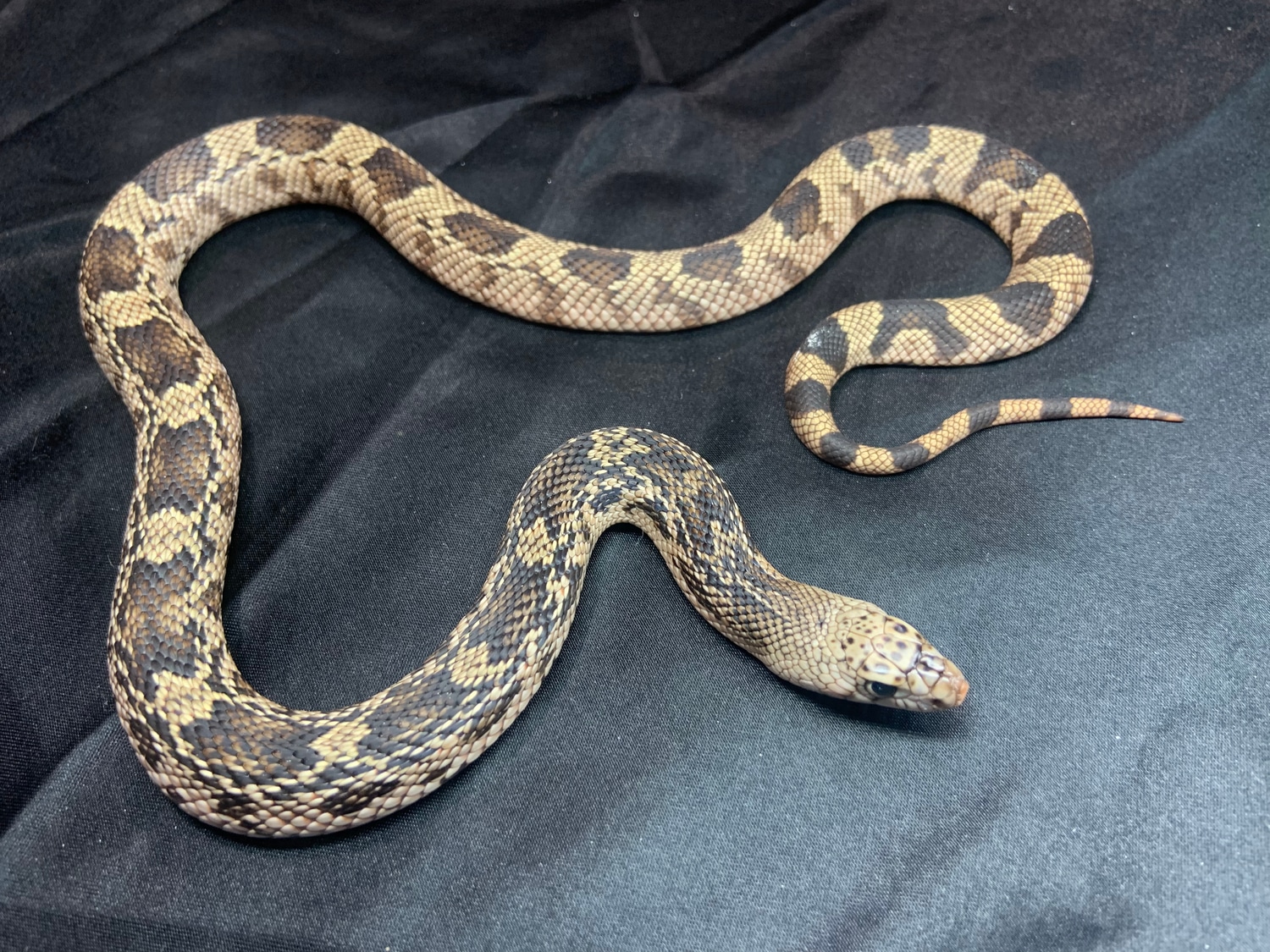 Northern Pine Snake by B&Z’s Exotic Pets - MorphMarket