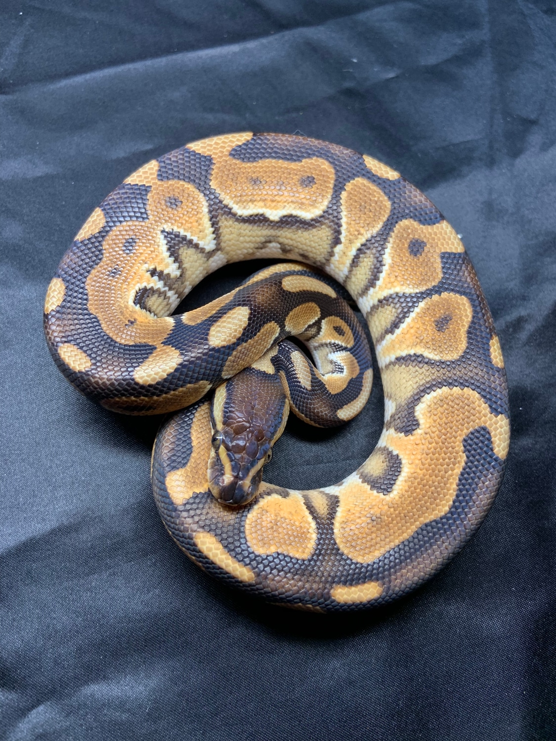 Black Pastel Enchi Ball Python by B&Z’s Exotic Pets - MorphMarket