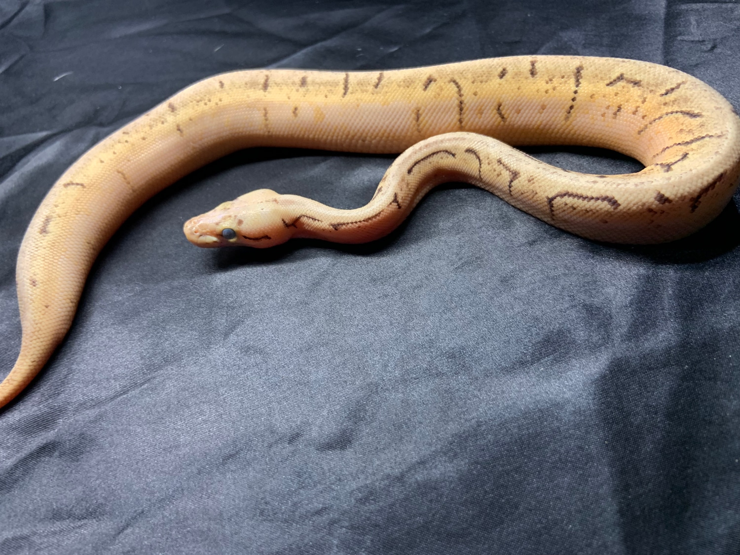 Pastel Spinner Enchi YB Ball Python by B&Z’s Exotic Pets - MorphMarket