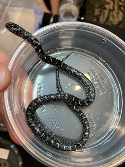 Eastern Chain King Eastern Kingsnake by B&Z’s Exotic Pets