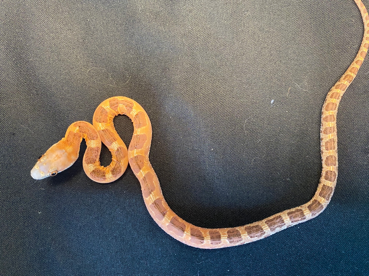 Scaleless Everglade Rat Snake Other Rat Snake by B&Z’s Exotic Pets ...