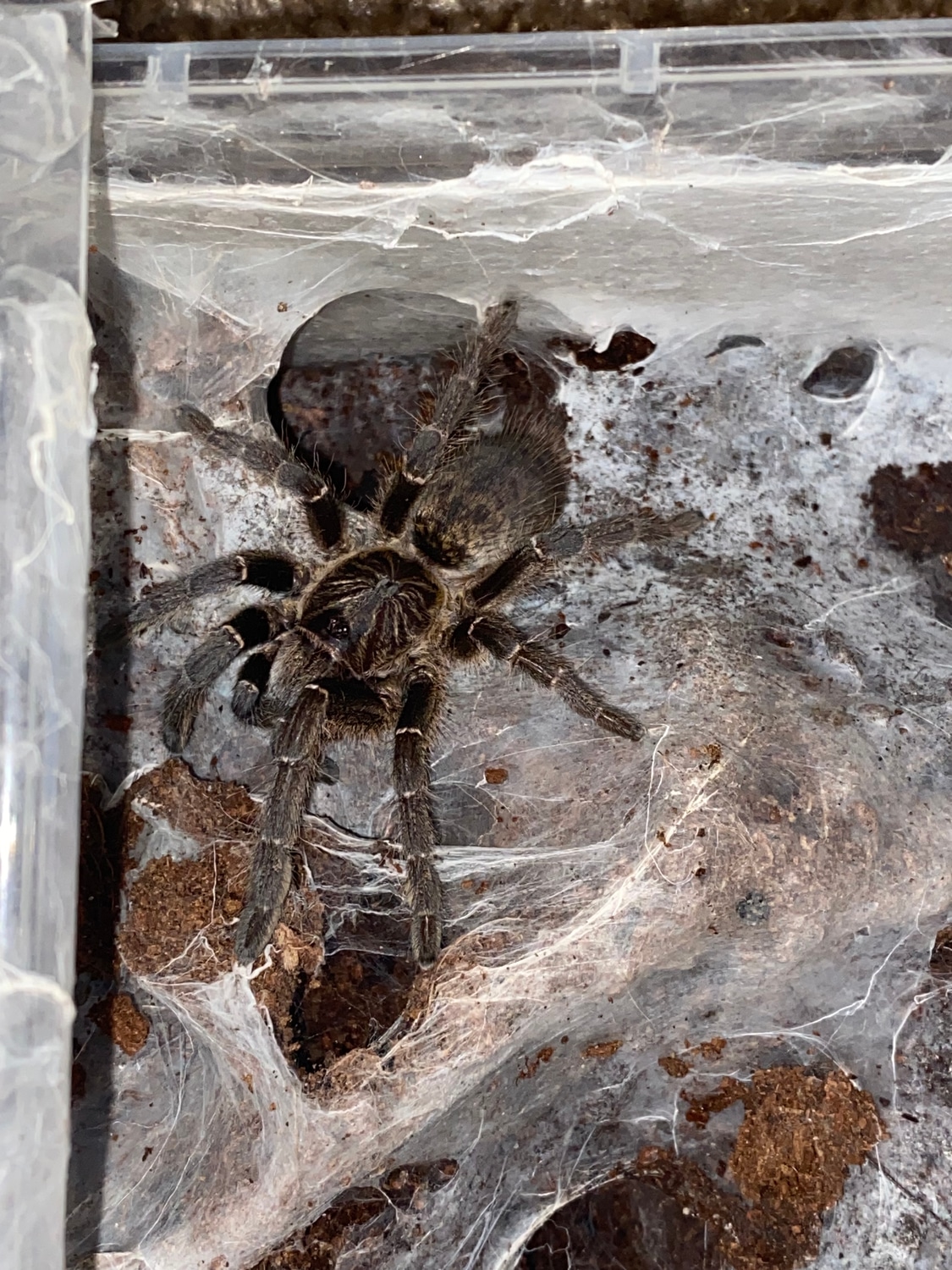 Ceratogyrus Darlingi - Rear Horned Baboon Tarantula by B&Z’s Exotic ...
