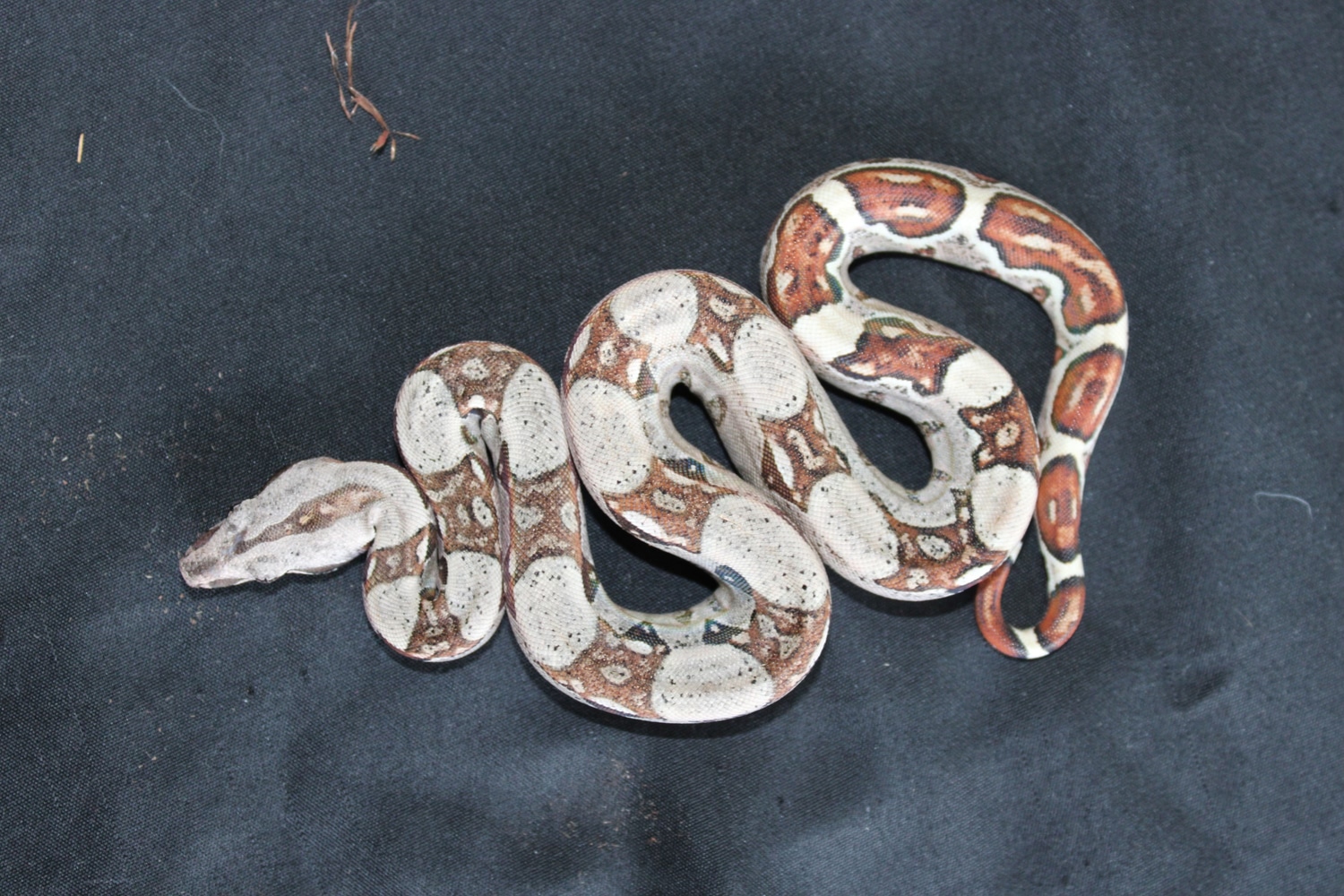 Jungle Boa Boa Constrictor by B&Z’s Exotic Pets - MorphMarket