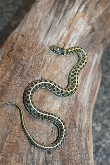 Texas Checkered Garter Garter Snake by B&Z’s Exotic Pets