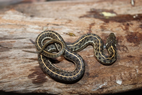Texas Checkered Garter Snake by B&Z’s Exotic Pets
