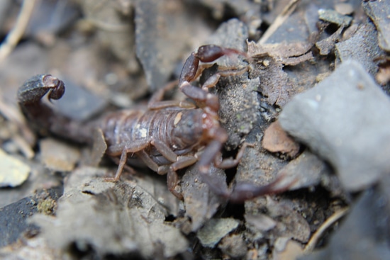 Southern Devil Scorpions by Homegrown Hogs