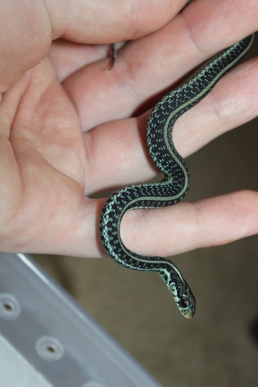 Blue Sided Garter Snake by B&Z’s Exotic Pets