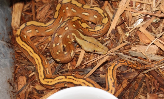 Orange Ghost Stripe Reticulated Python by B&Z’s Exotic Pets