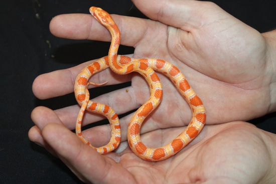Albino Corn Snake by B&Z’s Exotic Pets