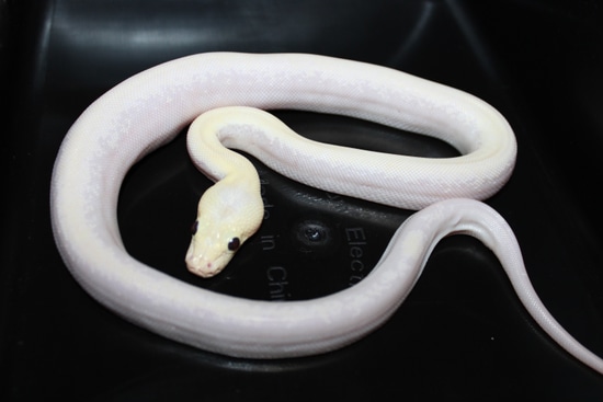 Ivory Het Granite/albino Burmese Python by Homegrown Hogs