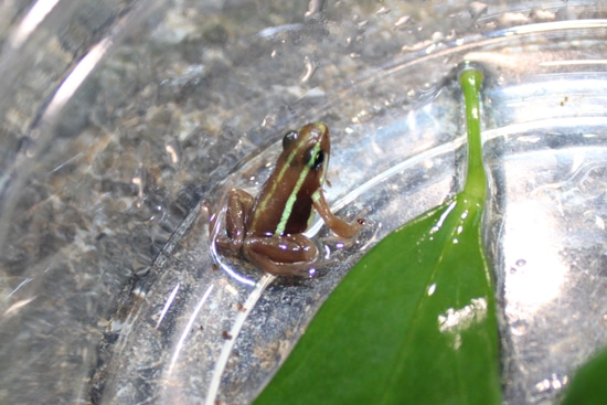 Epipedobates Anthonyi 'Santa Isabel Other Dart Frog by B&Z’s Exotic Pets