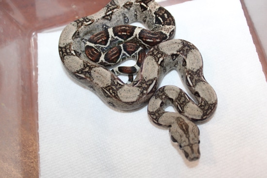 Baby BCI Boa Boa Constrictor by B&Z’s Exotic Pets