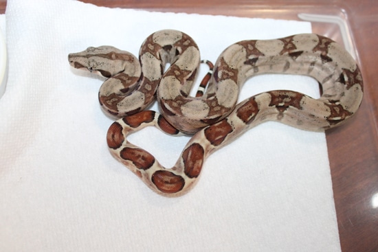 Baby BCI Boa Boa Constrictor by B&Z’s Exotic Pets
