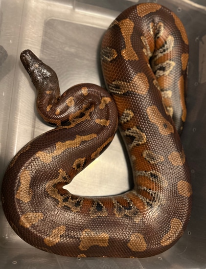 Red Blood Python by Homegrown Hogs