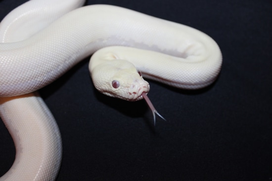 Blizzard Burmese Python by B&Z’s Exotic Pets