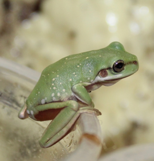 Snowflake Dumpy’s White's Tree Frog by B&Z’s Exotic Pets