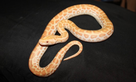 Pearl Burmese Python by B&Z’s Exotic Pets