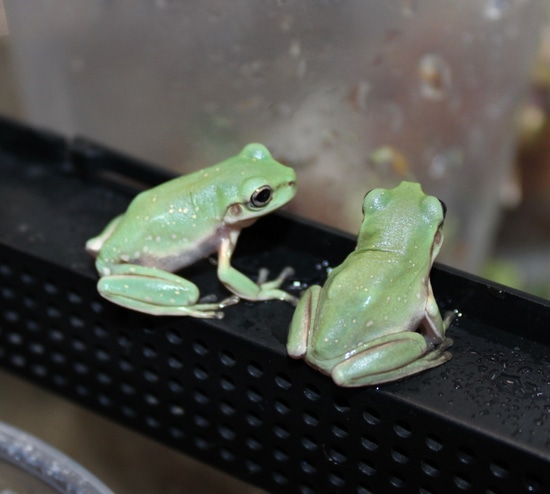 Group Of 5 Snow Flake/blue Eye Dumpy’s Tree Frogs White's Tree Frog by ...
