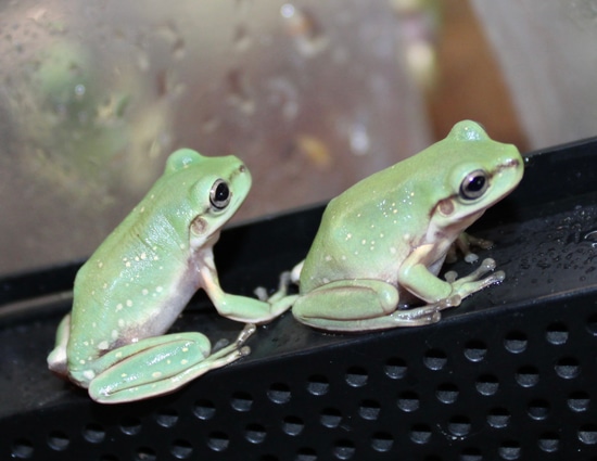 Group Of 5 Dumpy/Whites Tree Frogs White's Tree Frog by B&Z’s Exotic Pets