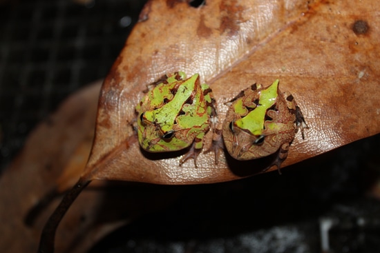 CB Suriname Horned Frogs Pacman Frog by B&Z’s Exotic Pets