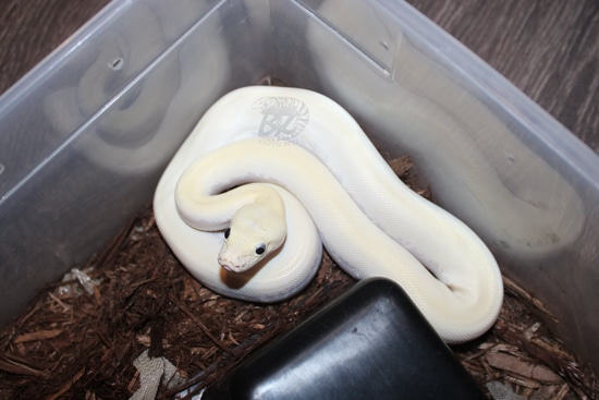Ivory Burmese Python by Homegrown Hogs