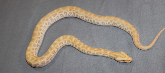Pearl Burmese Python by B&Z’s Exotic Pets