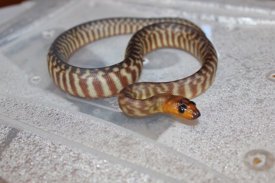 Woma Python by B&Z’s Exotic Pets