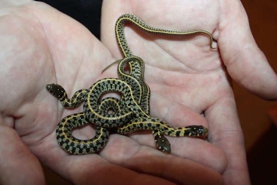 Texas Checkered Garter Snakes by Homegrown Hogs
