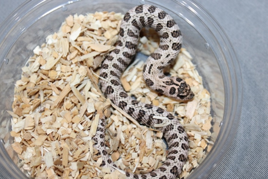 Super Arctic Pos Het Sunburst Western Hognose by Homegrown Hogs
