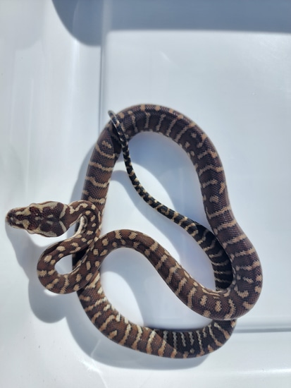Het Stonewashed Bredls Python Centralian Carpet Python by Queen City ...