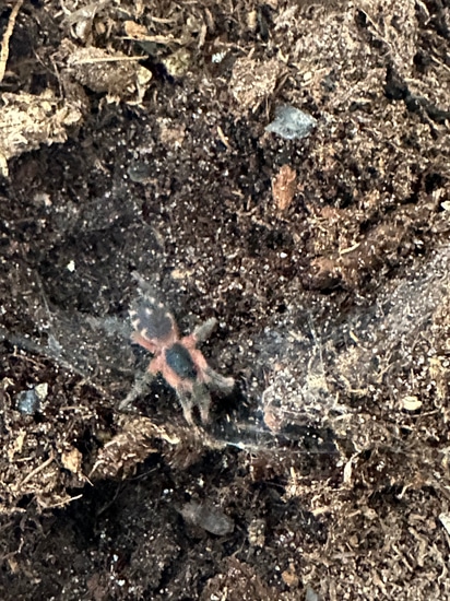 Lava Spider, Davus Sp. Panama 1” With Enclosure Tarantula by Nexus Critters