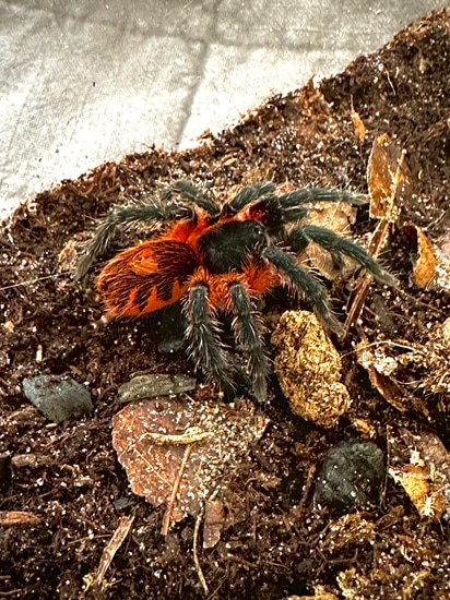 Lava Spider, Davus Sp Panama 3.5” With Enclosure Tarantula by Nexus Morphs