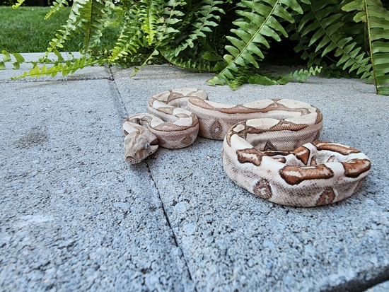Labyrinth 100% Het Anery 66% Het VPI Boa Constrictor by Vensel Constrictors